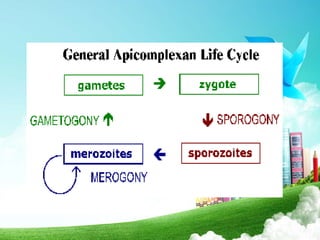 Apicomplexan Life Cycle