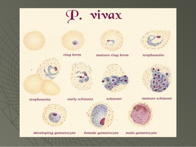 Parasitology Review