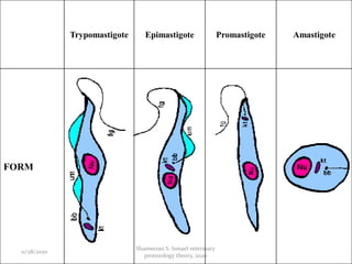 Protozoology theory 5 | PPT