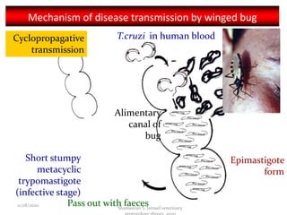 Protozoology theory 5 | PPT