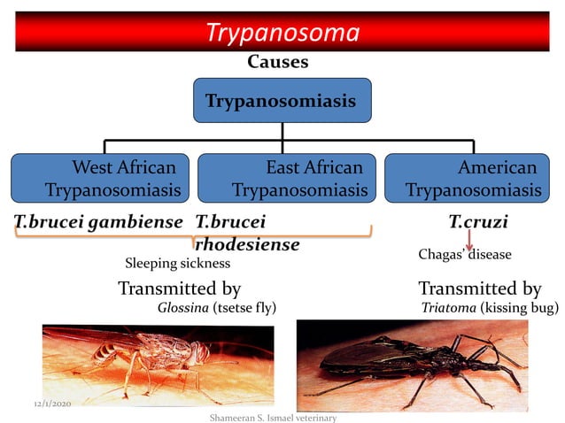 Trypanosomiasis | PDF