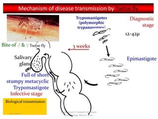 Trypanosomiasis | PDF