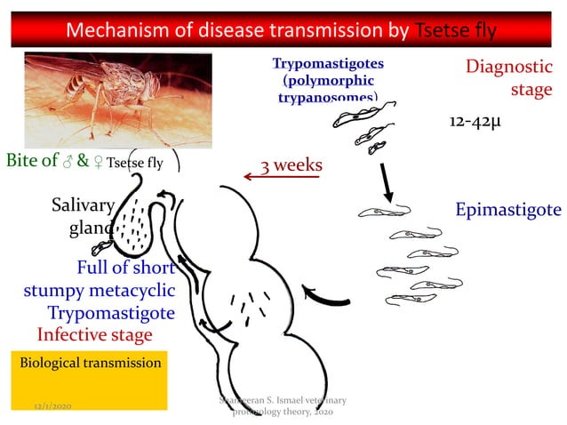 Trypanosomiasis | PDF