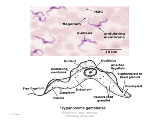 Trypanosoma Labeled