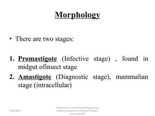 Parasitology theory lec.6 | PPT