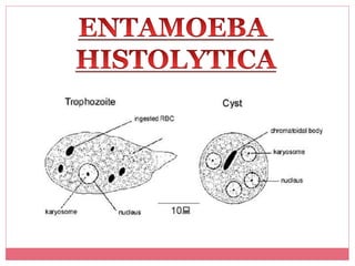 Entamoeba Coli Cysts And Trophozoites