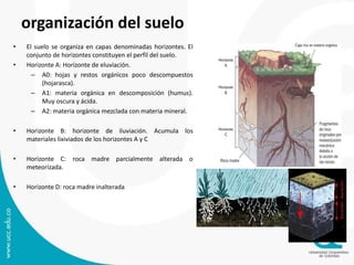 Trabajo Parasitos | PPT