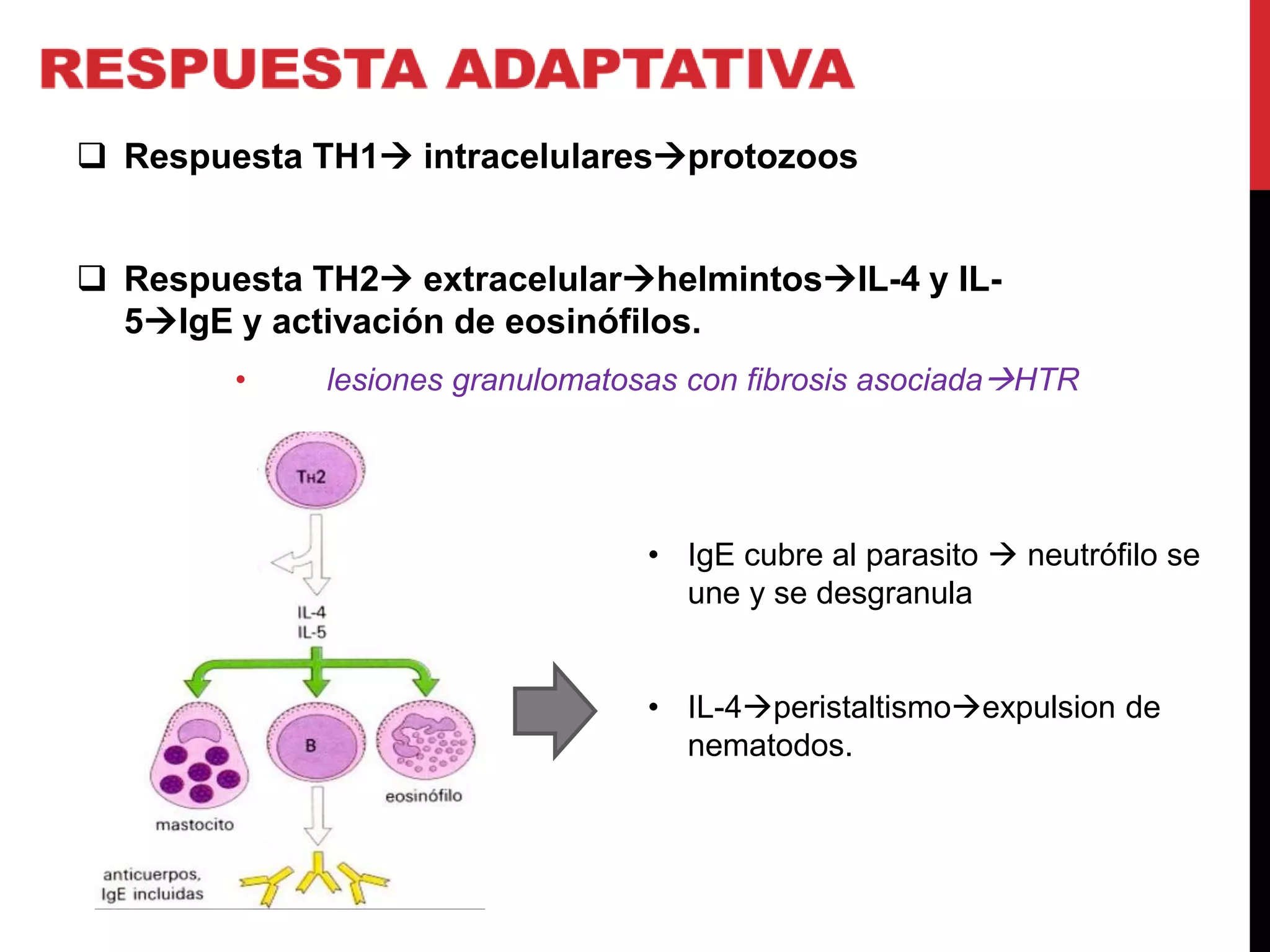 Respuesta Inmunológica Frente A Parasitos Pptx