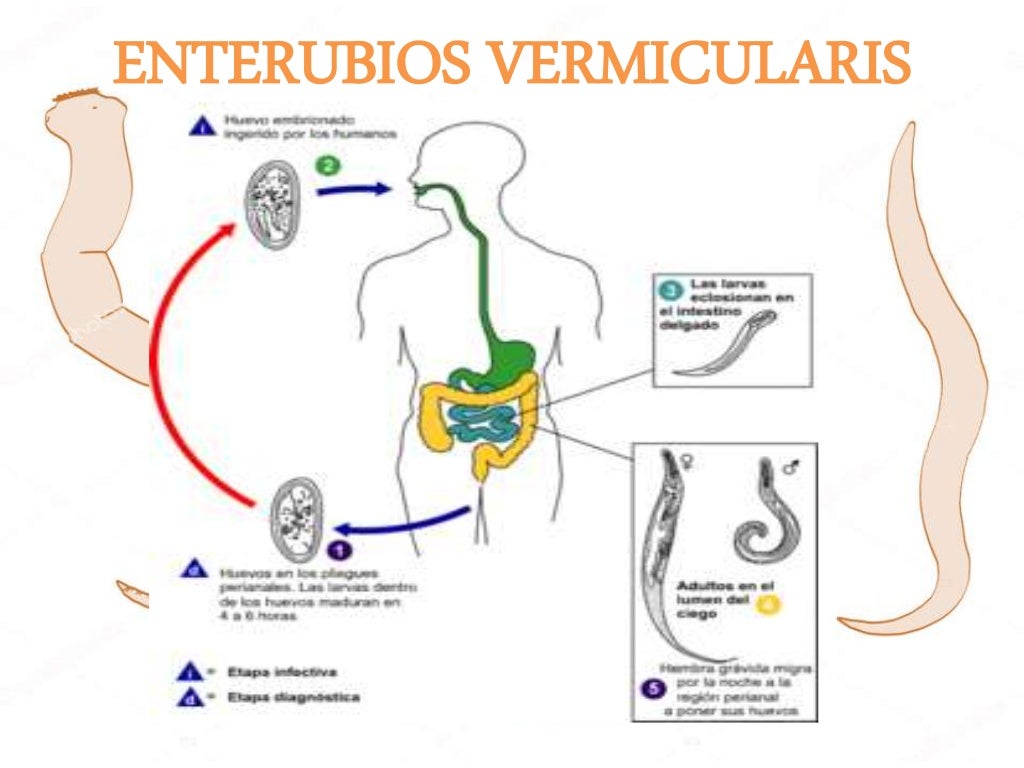 Parasitos intestinales