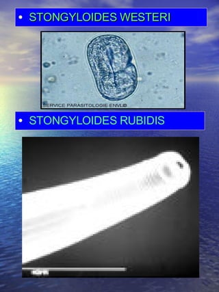 Parasitos Equinos | PPT