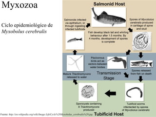 Parasitos En Los Productos De La Pesca | PPS