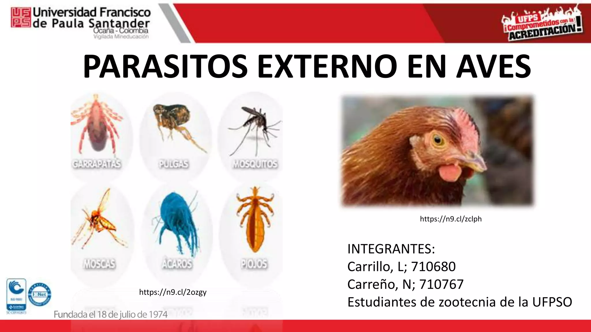 Parásitos externos en aves | PPTX