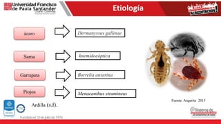 Parasitos externos.pptx