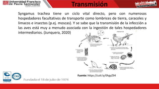 Parasitos int aves | PPTX
