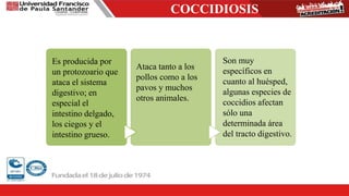 Parásitos internos en aves | PPTX