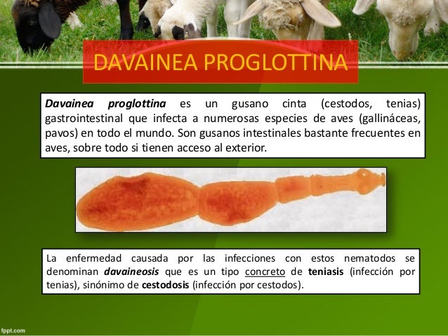 Davainea