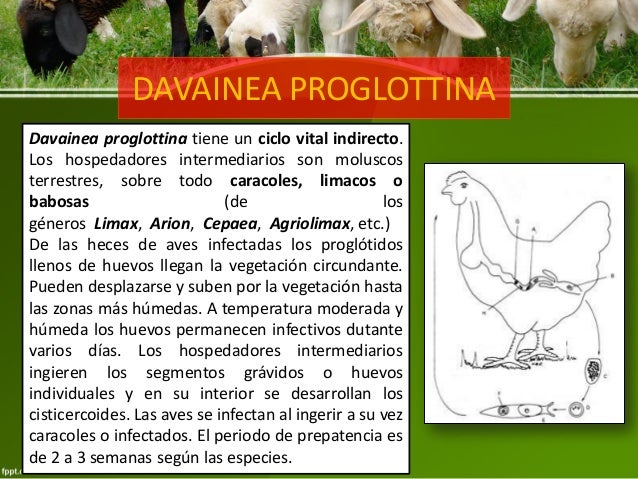 Davainea