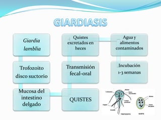 Parasitosis | PPTX