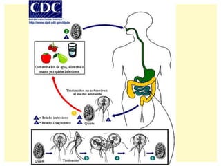 Parasitosis | PPTX