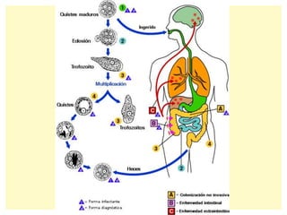Parasitosis | PPTX