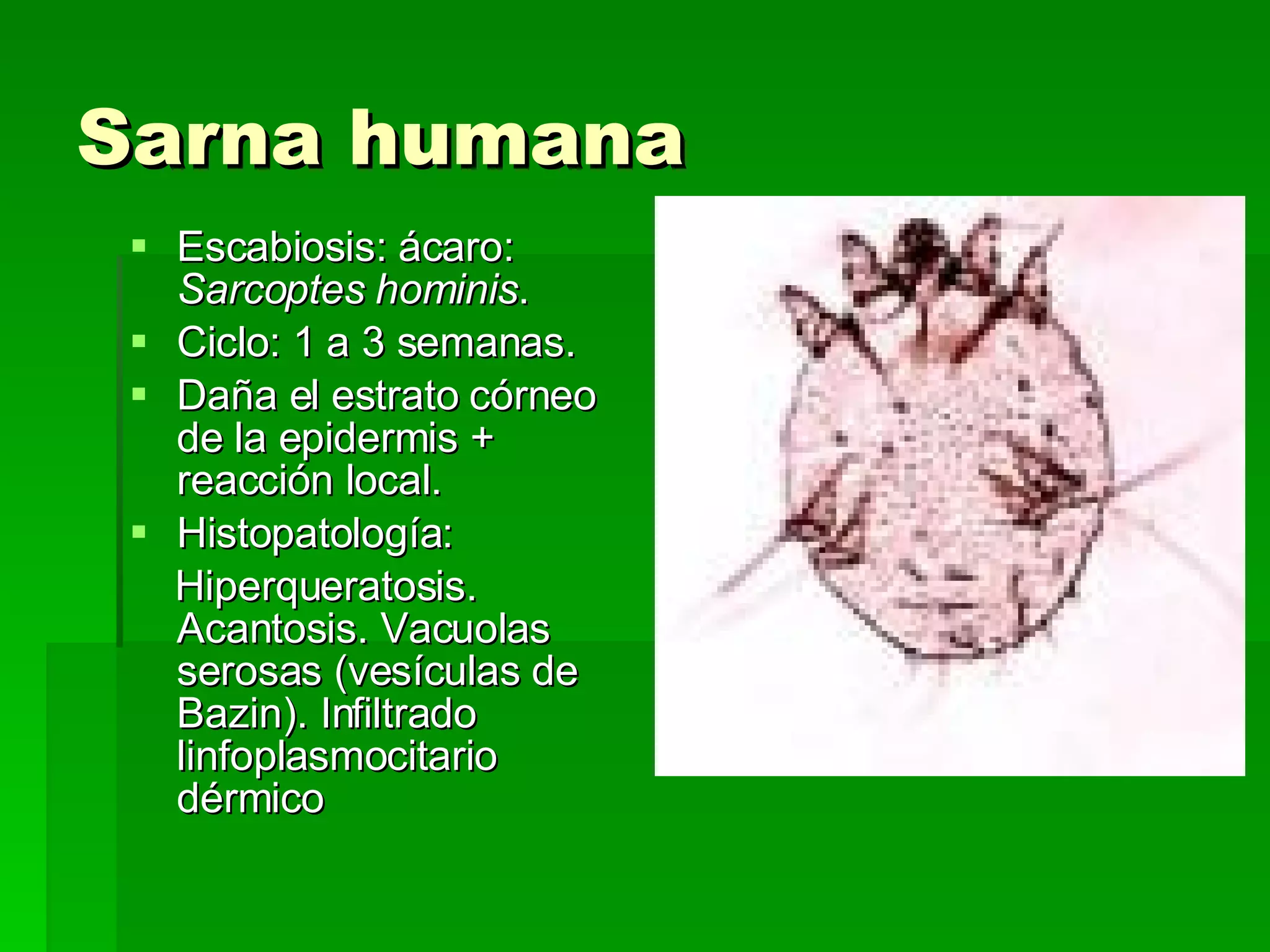 Parasitosis De Piel, Larva Migrante Cutanea Y Artropodos | PPT