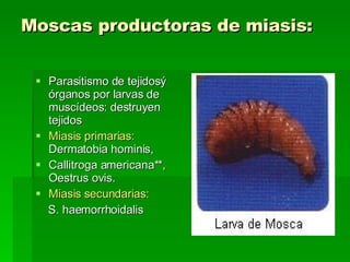Parasitosis De Piel, Larva Migrante Cutanea Y Artropodos | PPT