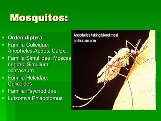 Parasitosis De Piel, Larva Migrante Cutanea Y Artropodos | PPT