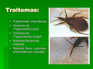 Parasitosis De Piel, Larva Migrante Cutanea Y Artropodos | PPT