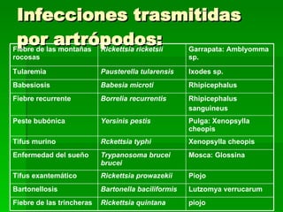 Parasitosis De Piel, Larva Migrante Cutanea Y Artropodos | PPT
