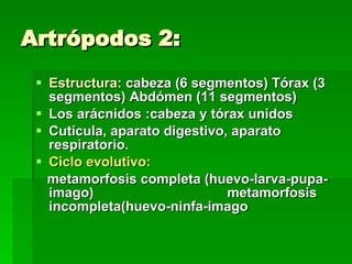 Parasitosis De Piel, Larva Migrante Cutanea Y Artropodos | PPT