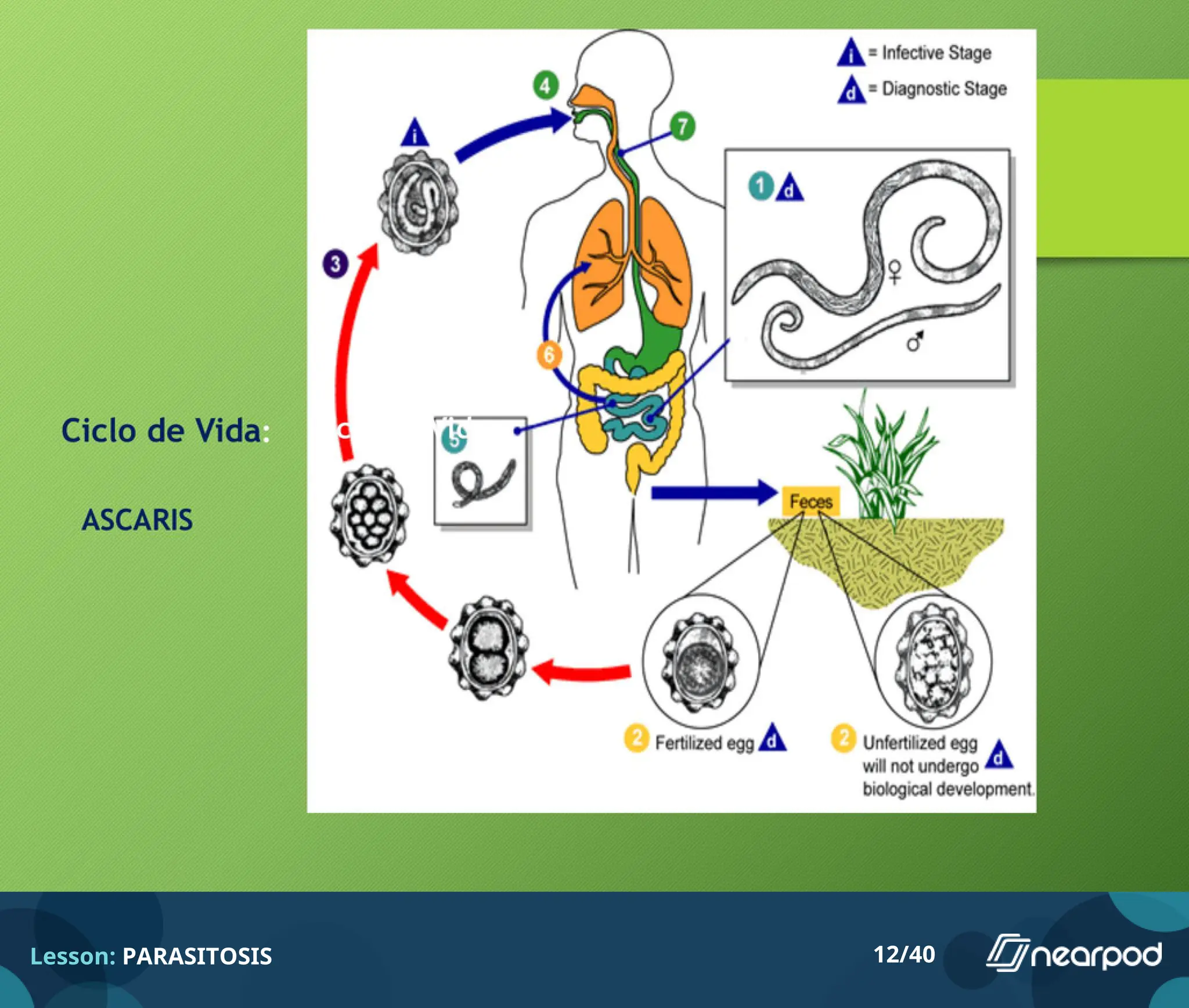 PARASITOSIS INTESTINALES EN PEDIATRIA.pdf