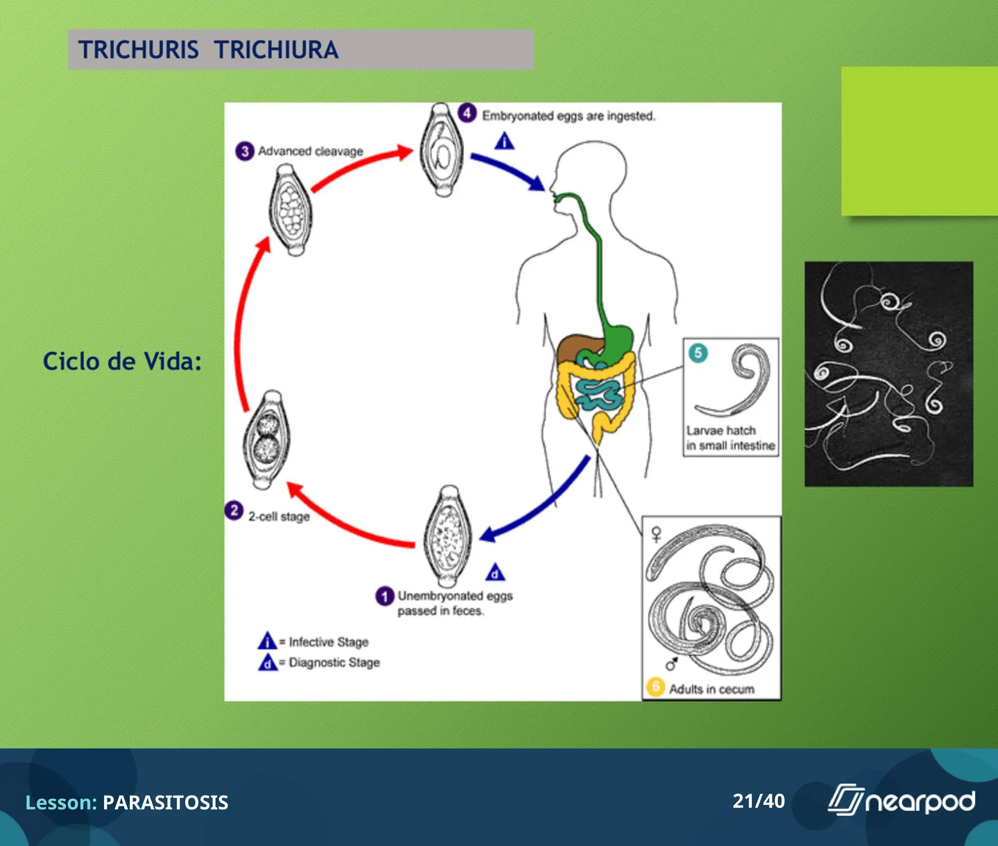 PARASITOSIS INTESTINALES EN PEDIATRIA.pdf