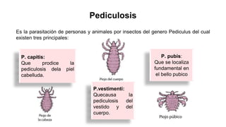 Parasitosis Cutanea enfermedad causada por parasitos | PPTX