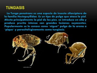 Parasitosis de la piel | PPTX