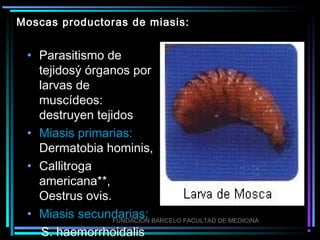 Parasitosis de piel | PPT