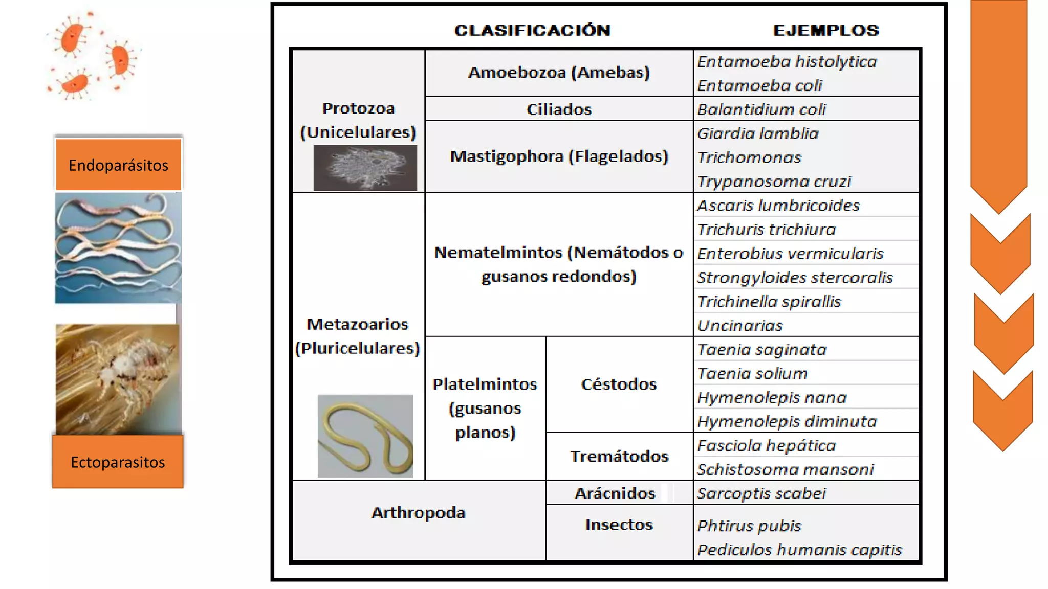 Parasitosis Intestinal.pptx
