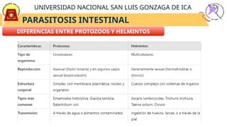PARASITOSIS_INTESTINAL - PARASITOSIS_INTESTINAL. | PPTX