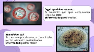 PARASITOSIS INTESTINAL,clasificacion,tratamiento | PPTX