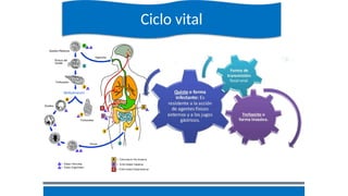 Comprehensive Overview of Intestinal Parasitosis: Causes, Symptoms ...