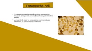 Comprehensive Overview of Intestinal Parasitosis: Causes, Symptoms ...