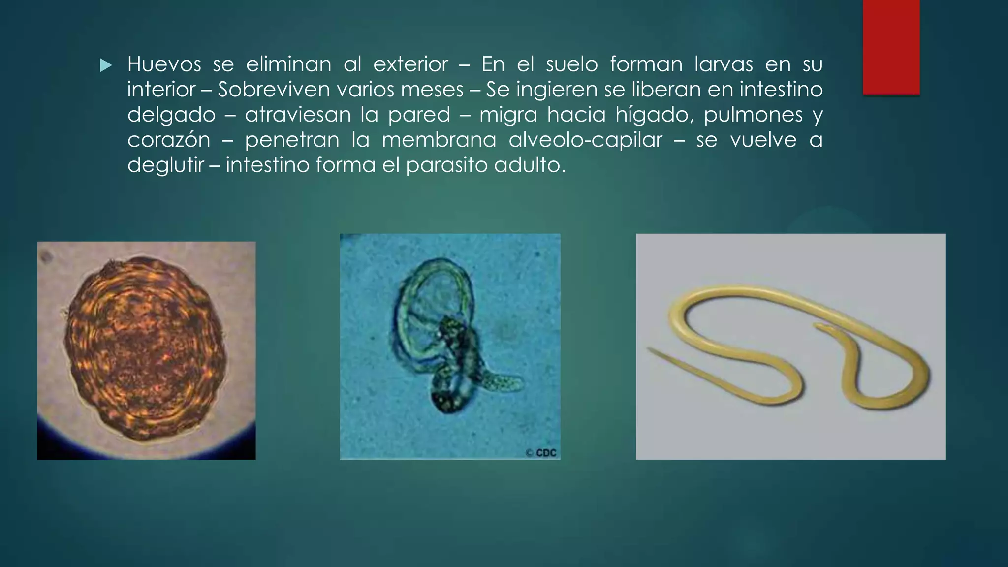 PARASITOSIS INTESTINAL | PPT