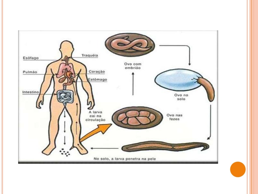 Parasitosis intestinales
