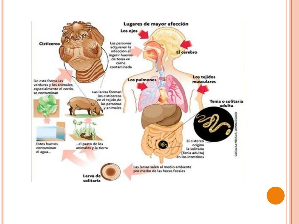 Parasitosis intestinales