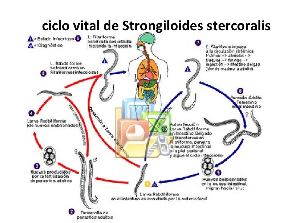 Parasitosis Intestinales