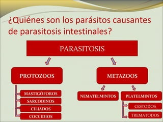 Parasitosis intestinal un problema medico social | PPT