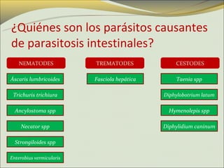 Parasitosis intestinal un problema medico social | PPT