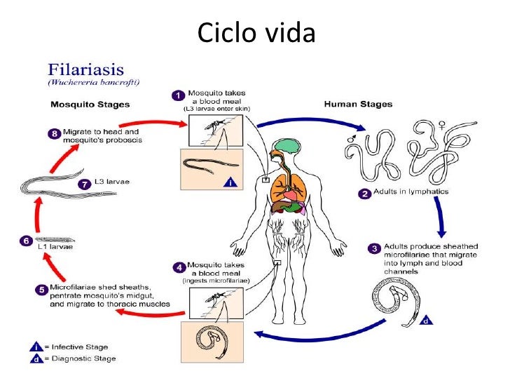 Parasitosis tisulares y sanguineos