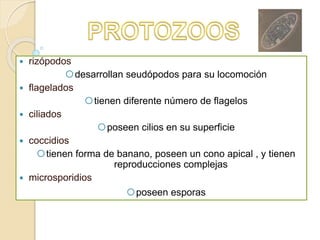 Estructuray morfologia parasitaria | PPTX