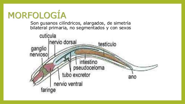 Parasitos y parasitismo