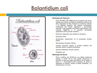 PARASITOSIS HUMANAS - MORFOLOGÍA | PDF
